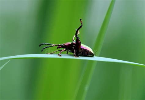 A Bug Is Sitting On Top Of The Leaf Of Some Grass Stock Image Image