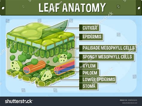 Internal Structure Leaf Diagram Illustration Stock Vector Royalty Free