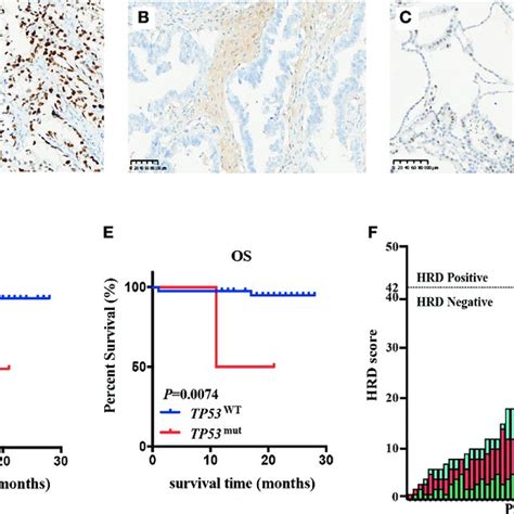 Relationship Between Tp53 Mutation Status And Patients Prognosis And