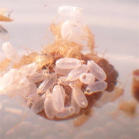 Bed Bug Control Tactics For All Bed Bugs Kinds Wham Bam