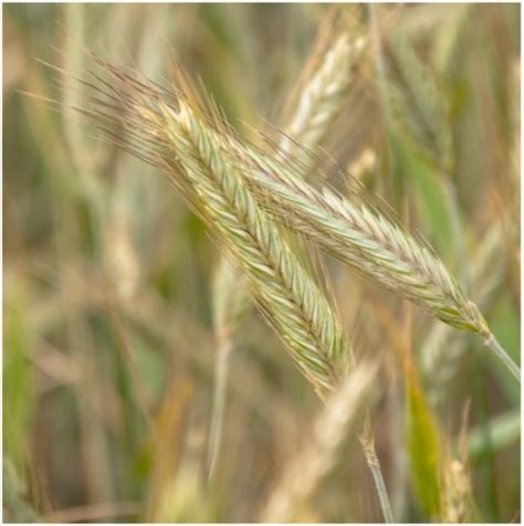 Rye Forage Information System Oregon State University