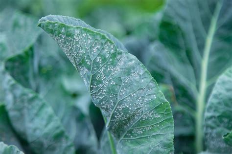 Premium Photo Whitefly Is A Pest On Cabbage Leaves In The Garden Selective Focus