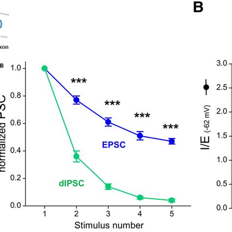 The Tc Feedforward Inhibition Over Excitation Ratio And The Duration Of Download Scientific