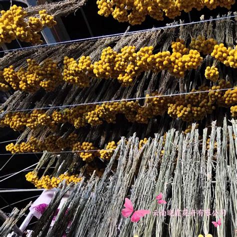云南真花干花花束小球 黄金球干花 金槌花小花束配材永生花批发 阿里巴巴