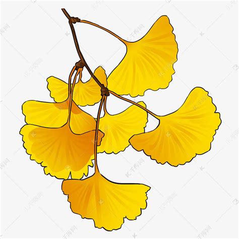 手绘黄色银杏树叶插画素材图片免费下载 千库网