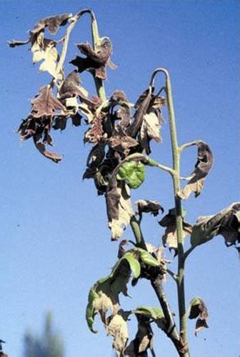 Floriculture Disorder Identification Flashcards Quizlet