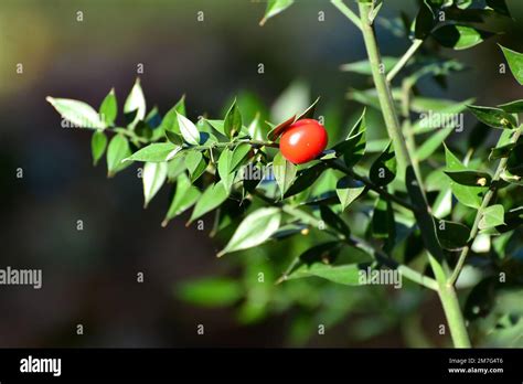 Fragon petit houx immagini e fotografie stock ad alta risoluzione - Alamy