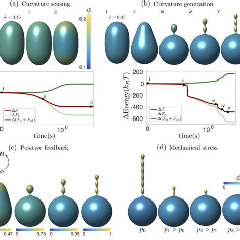 Comparison Of The Equilibrium Shapes Obtained For Different Values Of