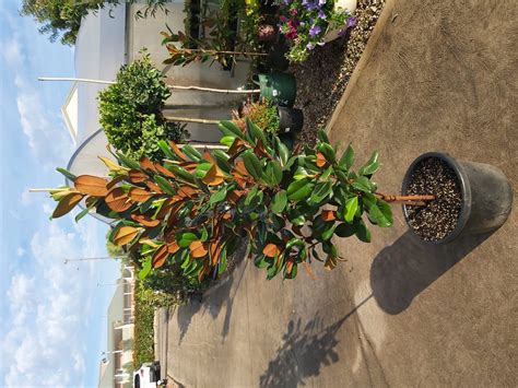 Why Is My Teddy Bear Magnolia Not Growing At Angela Milligan Blog
