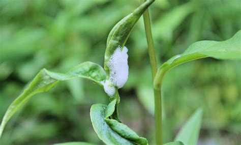 Spittlebugs In The Garden Get Rid Of Them—or Let Them Be