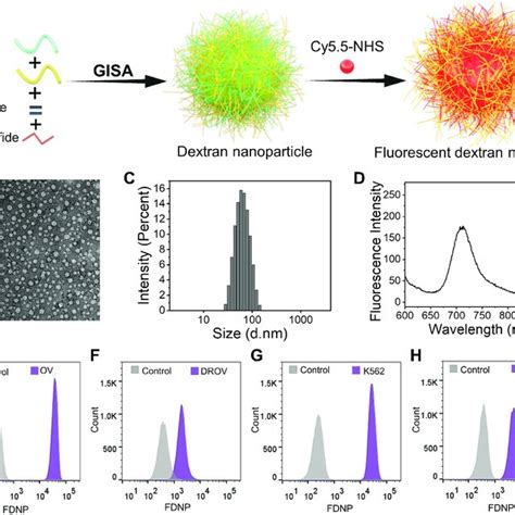 Fabrication And Characterization Of Fluorescent Dextran Nanoparticles