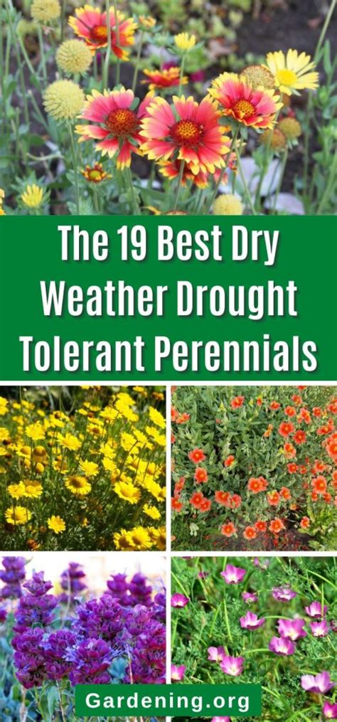 Names Of Flowers That Are Drought Tolerant Plant A World Of Flowers