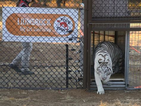 Tiger Siblings Now At Their Free State Sanctuary Forever Home Rekord