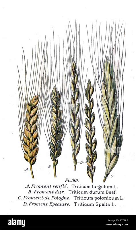 Triticum Turgidum L Triticum Durum Desf Triticum Polonicum L Triticum Spelta L 31 January