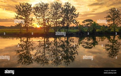 Silhouette View Of Tree Reflection On Water At Morning Sky Background Stock Photo Alamy
