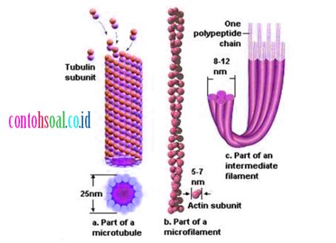 Fungsi Mikrotubulus Studyhelp