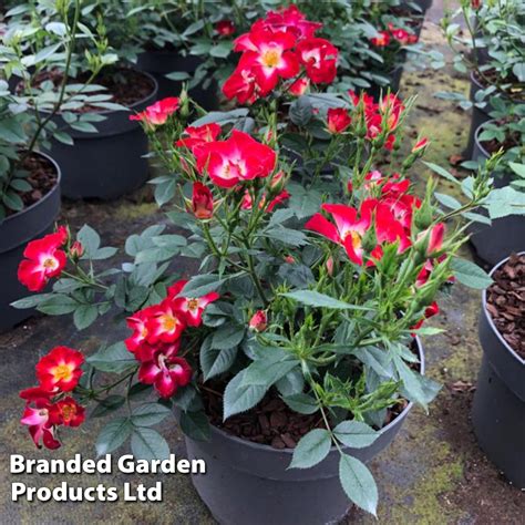 Rose Everglow Ruby Shrub Suttons