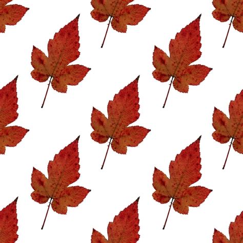 Premium Photo Red Raspberry Leaf Pattern Herbarium