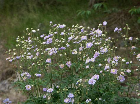 Geranium ‘Summer Skies’ | Viridis
