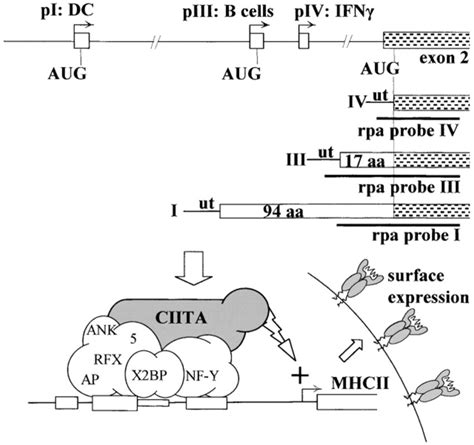 Cell Specific And Inducible Mhcii Expression Is Controlled By Cell Specific And Inducible Mhcii Expression Is Controlled By