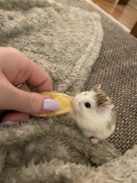Nib Nibs On The Banana Chips R Hamsters