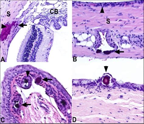 Figure 3 From Histological Findings In The Eyes Of Abcc6 Knockout Rat Model Of Pseudoxanthoma