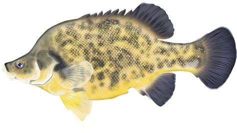 Golden Perch Macquaria Ambigua Marinewise