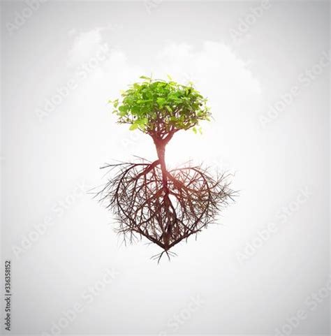 Tree Of Love Concept Roots Heart Shape Tree Roots Heart Shapes Shapes