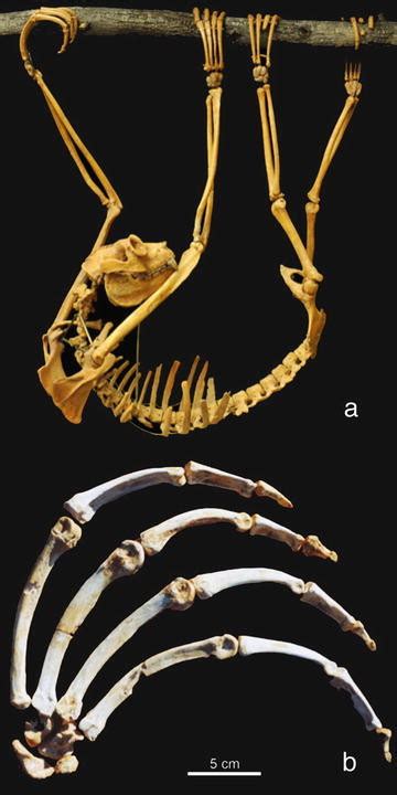 5 9 Palaeopropithecus Kelyus Reconstruction Skeleton From Anjohibe In
