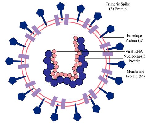 Sars Virus Structure