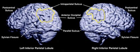 Inferior Parietal Lobule Mri Functional Analysis Of Brain Imaging