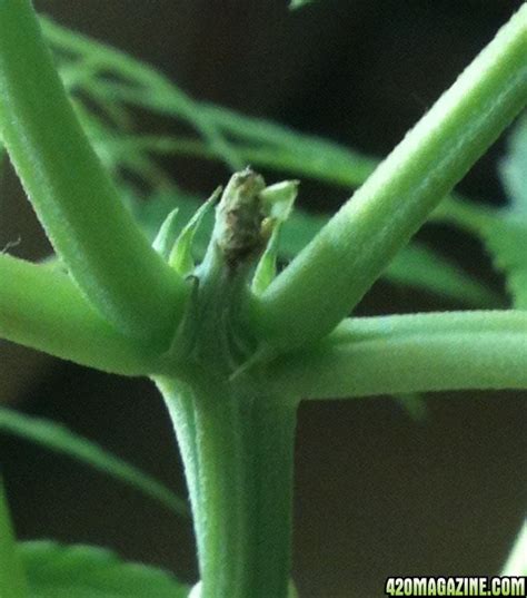 Preflower 420 Magazine