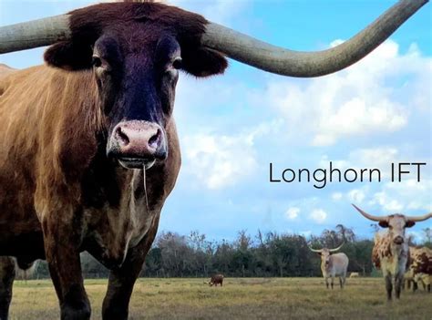 Join IFT Become A Member Longhorn IFT