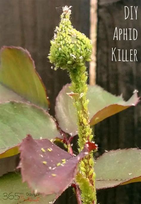 Why Aphids Why Artofit