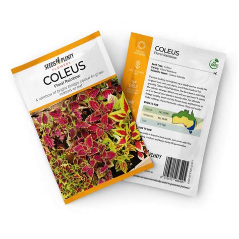 Coleus Seeds Buy Online At Seeds Of Plenty