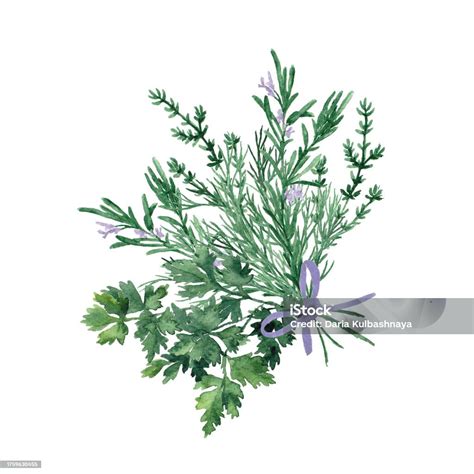신선한 허브의 가지 꽃과 초록의 꽃다발 로즈마리 파슬리 딜 타임 주방 용품 로고 템플릿 요리책 전단지 스티커 레시피에 대한 수채화 클립 아트 인도 인도아 대륙에 대한 스톡