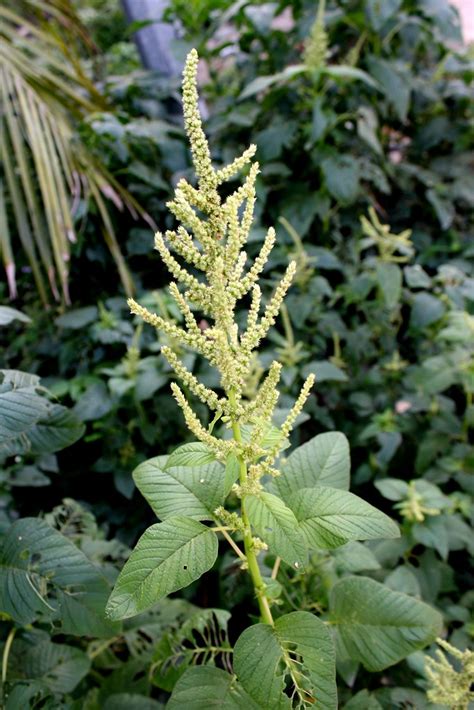 Is Amaranthus Viridis Edible At Nicole Paul Blog