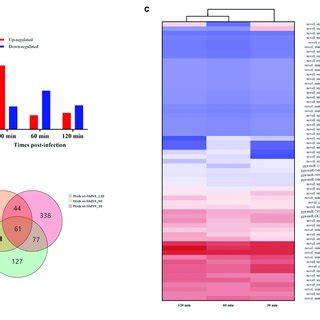 Differential Expression Profiles Of MiRNAs In LMH Cells A Number