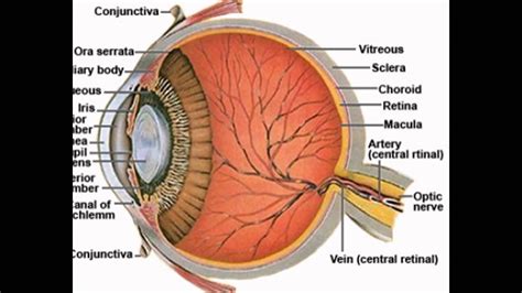 Sclera Eye Diagram