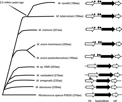 Evolutionary Relationship Between Saprophytic Fast Growing And Download Scientific Diagram