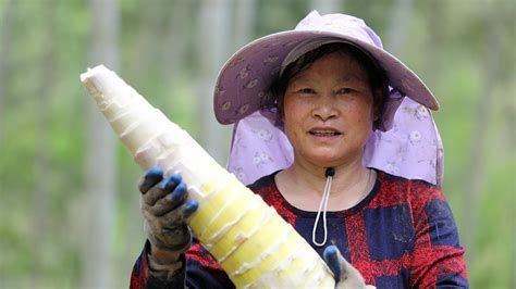 Comienza La Temporada De Recolcción De Brotes De Bambú En La Aldea Zhai Cgtn En Español