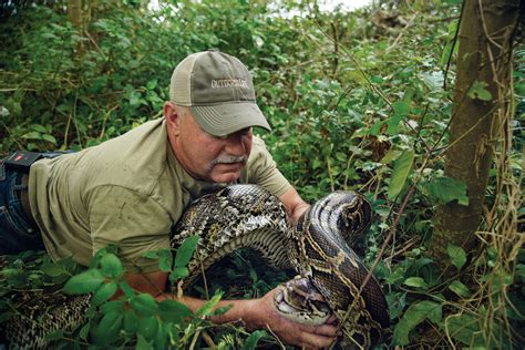 Hunting Pythons In The Everglades Outdoor Life