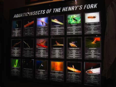 Matching The Hatch Goulburn Valley Fly Fishing Centre