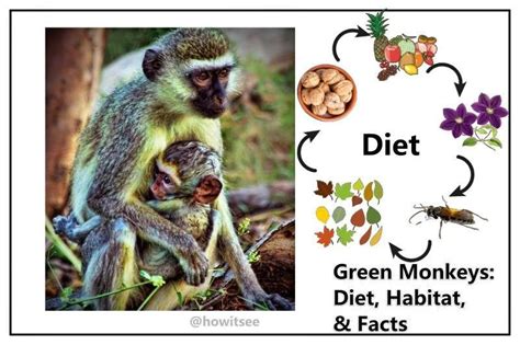 What Do Monkeys Love To Eat At Kristopher Chambers Blog