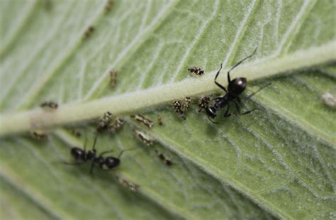 Fierce Farmer Ants Protecting Elecampagne And Treehopper Larvae Chestnut School Of Herbal