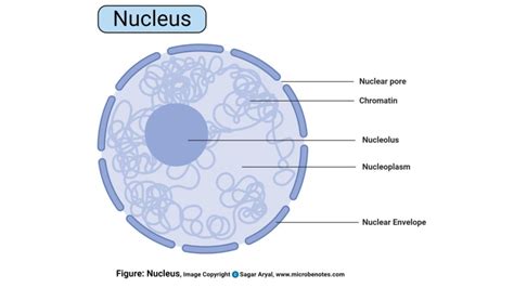 CELL THE UNIT OF LIFE Notes LearnPick India