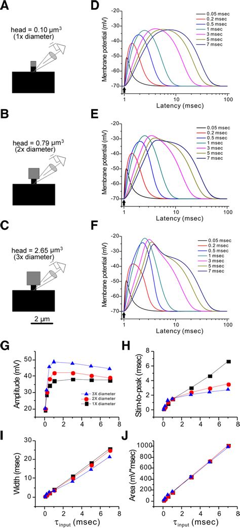 Dendritic Spine Shapes Were Modeled Based On The Assumption That Shape Download Scientific