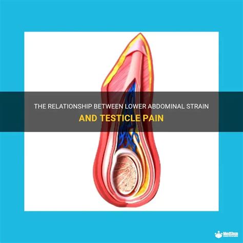 The Relationship Between Lower Abdominal Strain And Testicle Pain Medshun