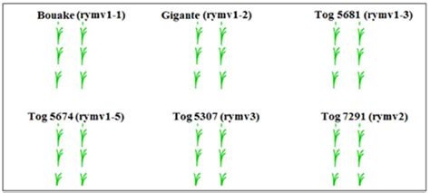 Design For Pathogenesis Testing Download Scientific Diagram