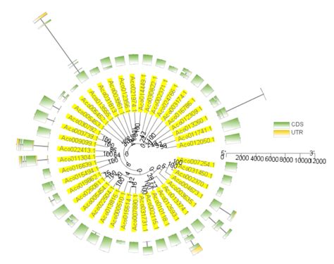 Tbtools基因家族分析详细教程 3 基因家族成员的进化分析1 腾讯云开发者社区 腾讯云